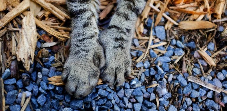6 Facts about Polydactyl Cats - The Vets 6 Facts about Polydactyl Cats - The Vets