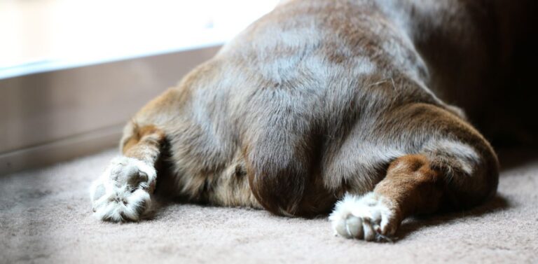 Vaginitis in Dogs: Causes, Symptoms, Diagnosis & Treatment Vaginitis in Dogs: Causes, Symptoms, Diagnosis & Treatment